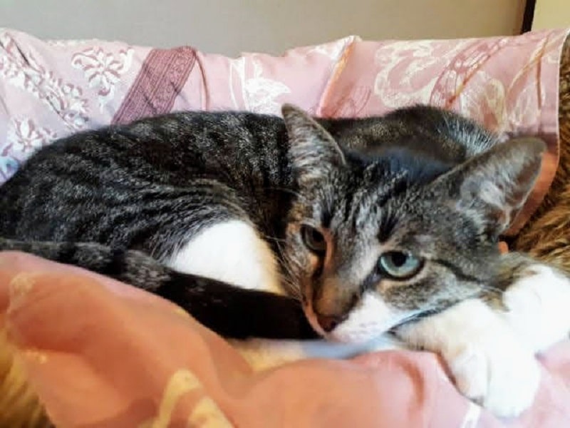 Comment bien prendre soin de son chat ? - X Anima Comment bien prendre soin de son chat ? - X Anima