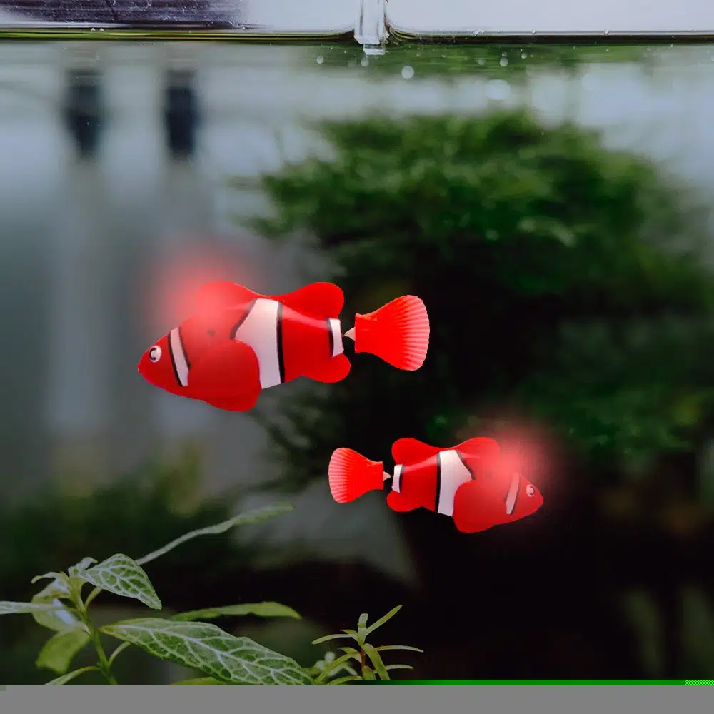 Quel type de poisson choisir comme animal de compagnie